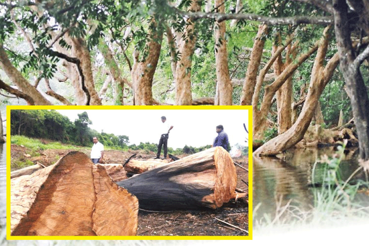 කුඹුක් ලී ගෙට දැම්මම සීතලද? - Aruna