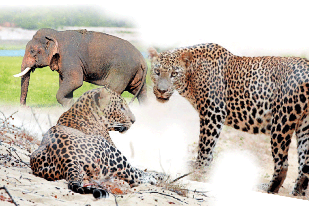 ඩිස්කවරි යන අපේ කොටි - Aruna