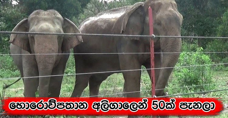 හොරොව්පතාන අලිගාලෙන් 50ක් පැනලා - Aruna