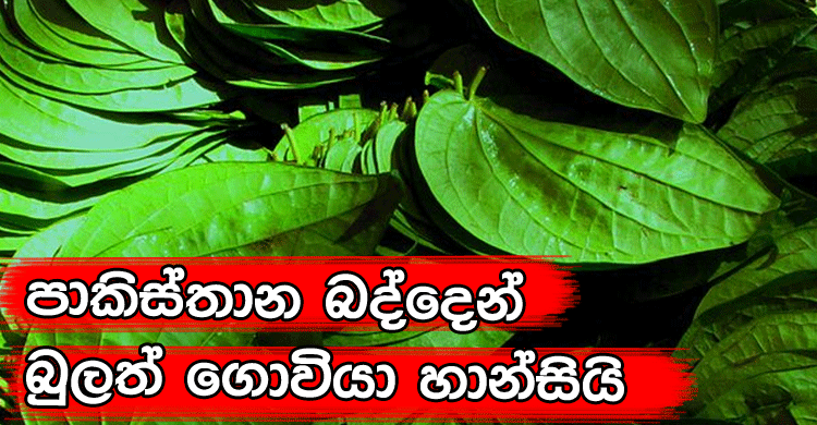 පාකිස්තාන බද්දෙන් බුලත් ගොවියා හාන්සියි - Aruna