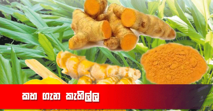 කහ ගැන කැහිල්ල - Aruna