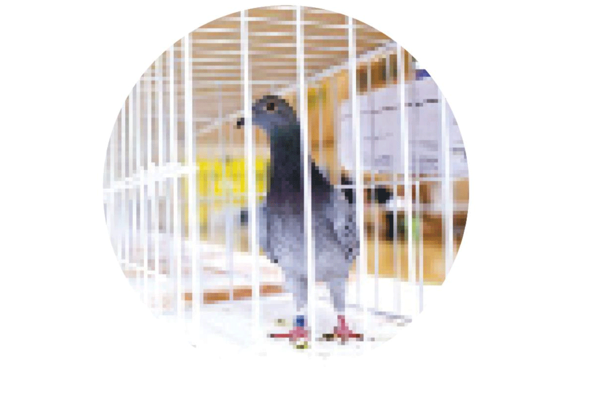 පාකිස්තාන ඔත්තු පරෙවියෙක් ඉන්දියාවේදී අත්අඩංගුවට - Aruna