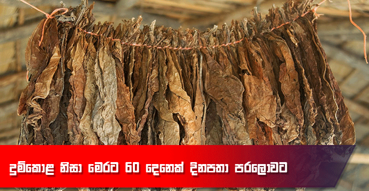 දුම්කොළ නිසා මෙරට 60 දෙනෙක් දිනපතා පරලොවට - Aruna