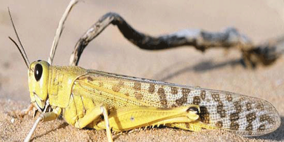 ආක්‍රමණික පළඟැටියා මෙල්ල කරන්න කාර්ය සාධක බළකායක් - Aruna