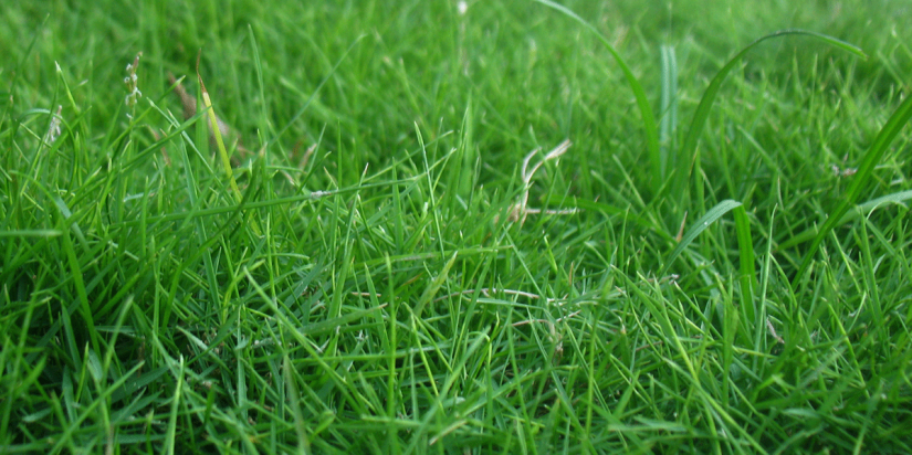 කිරි කර්මාන්තයේ දියුණුවට අක්කර 15000ක තණකොළ - Aruna