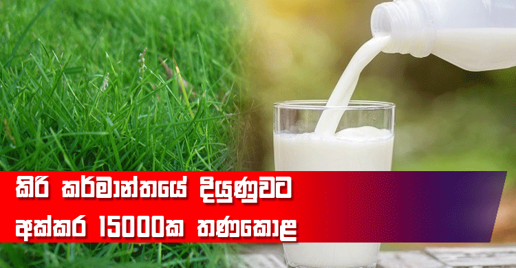 කිරි කර්මාන්තයේ දියුණුවට අක්කර 15000ක තණකොළ - Aruna