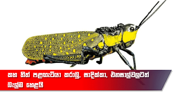 කහ තිත් පළඟැටියා කරාබු, සාදික්කා, එනසාල්වලටත් බැල්ම හෙළයි - Aruna