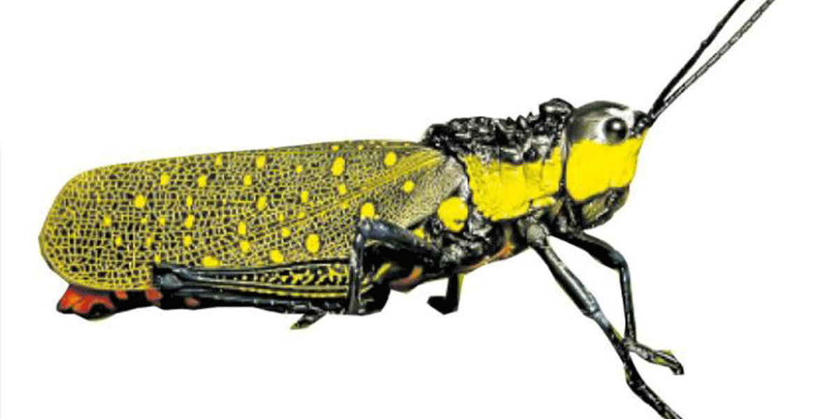 කහ තිත් පළඟැටියා කරාබු, සාදික්කා, එනසාල්වලටත් බැල්ම හෙළයි - Aruna