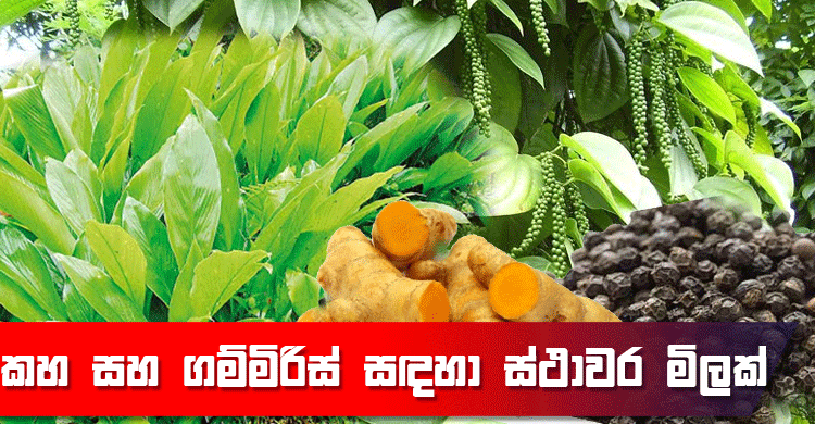 කහ සහ ගම්මිරිස් සඳහා ස්ථාවර මිලක් - Aruna