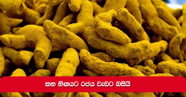 කහ හිඟයට රජය වැඩට බසියි ⋆ ධරණී