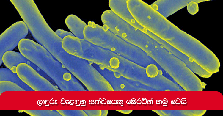 ලාදුරු වැළඳුනු සත්වයෙකු මෙරටින් හමු වෙයි - Aruna