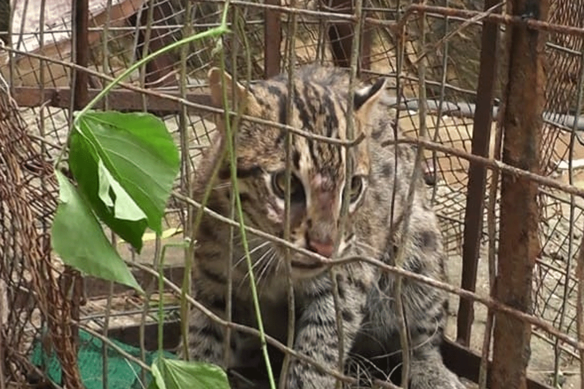 මග වැරදුන හඳුන් දිවියා - Aruna