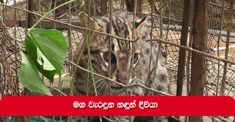 මග වැරදුන හඳුන් දිවියා - Aruna