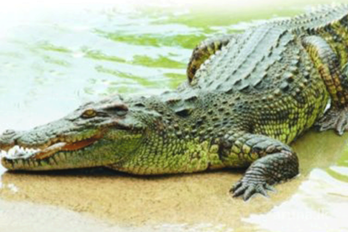 පමුණුගම වෙරළතීරයෙන් හමු වූ ගැහැණු ගැට කිඹුලා - Aruna