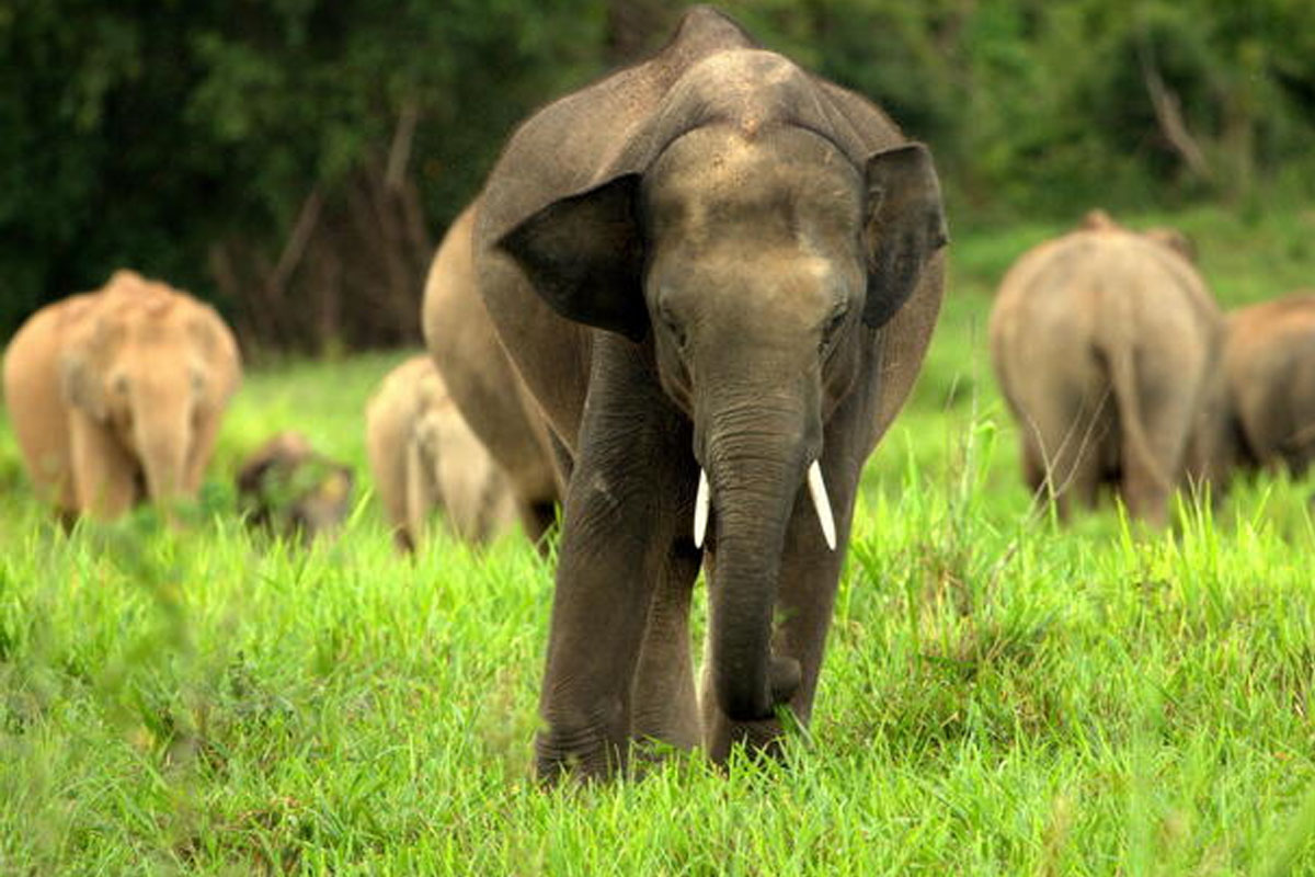 අලියා වගා හානි කරන සතුන්ගෙන් ඉවතට - Aruna